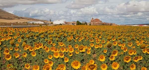 23 Intensive Farming Advantages and Disadvantages