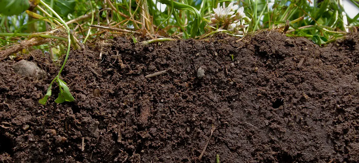 Humic Acid Fertilizer Easily Add It For Your Best Plants, How To Use It